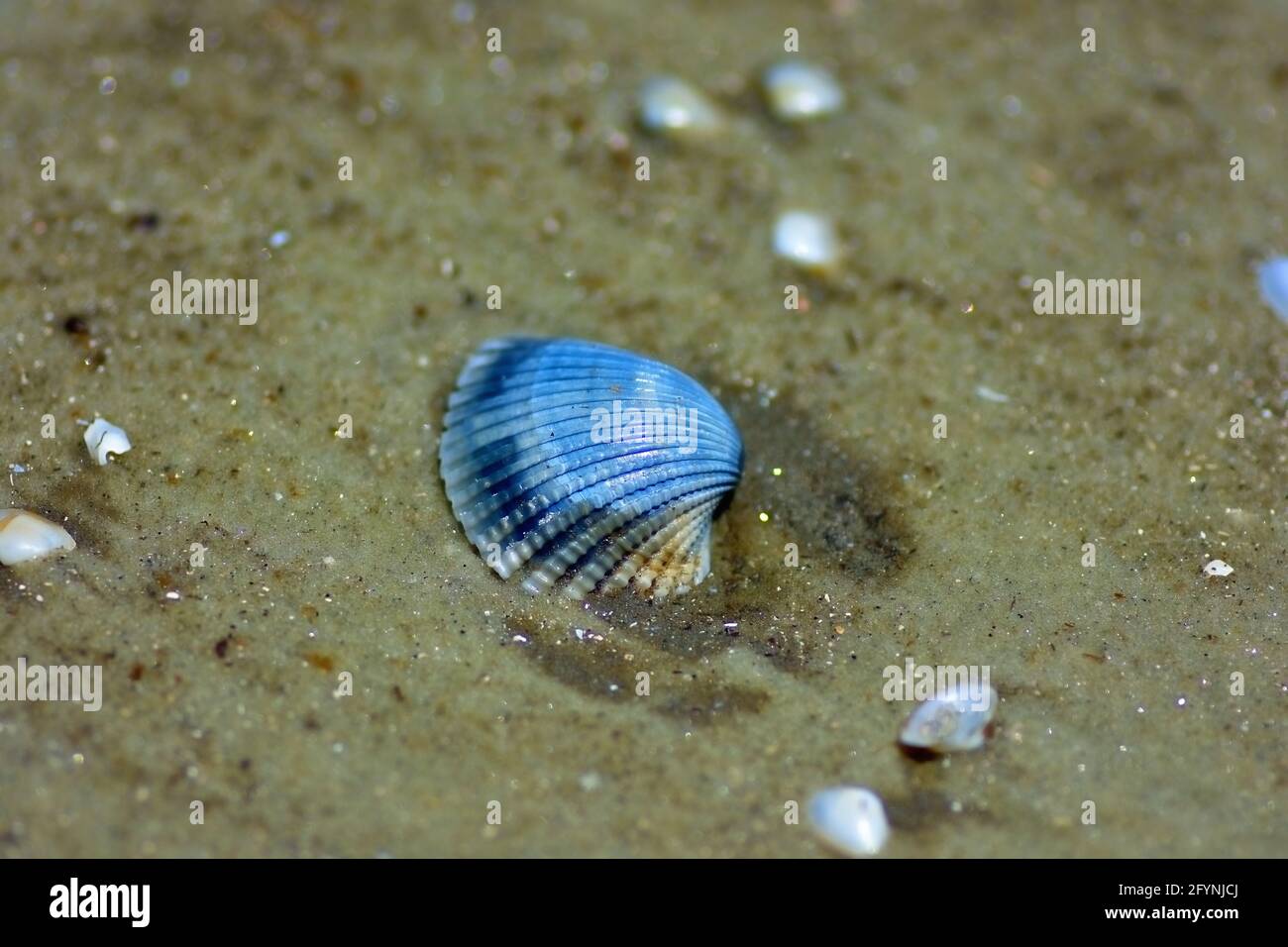 Beach cockleshell background hi-res stock photography and images - Alamy
