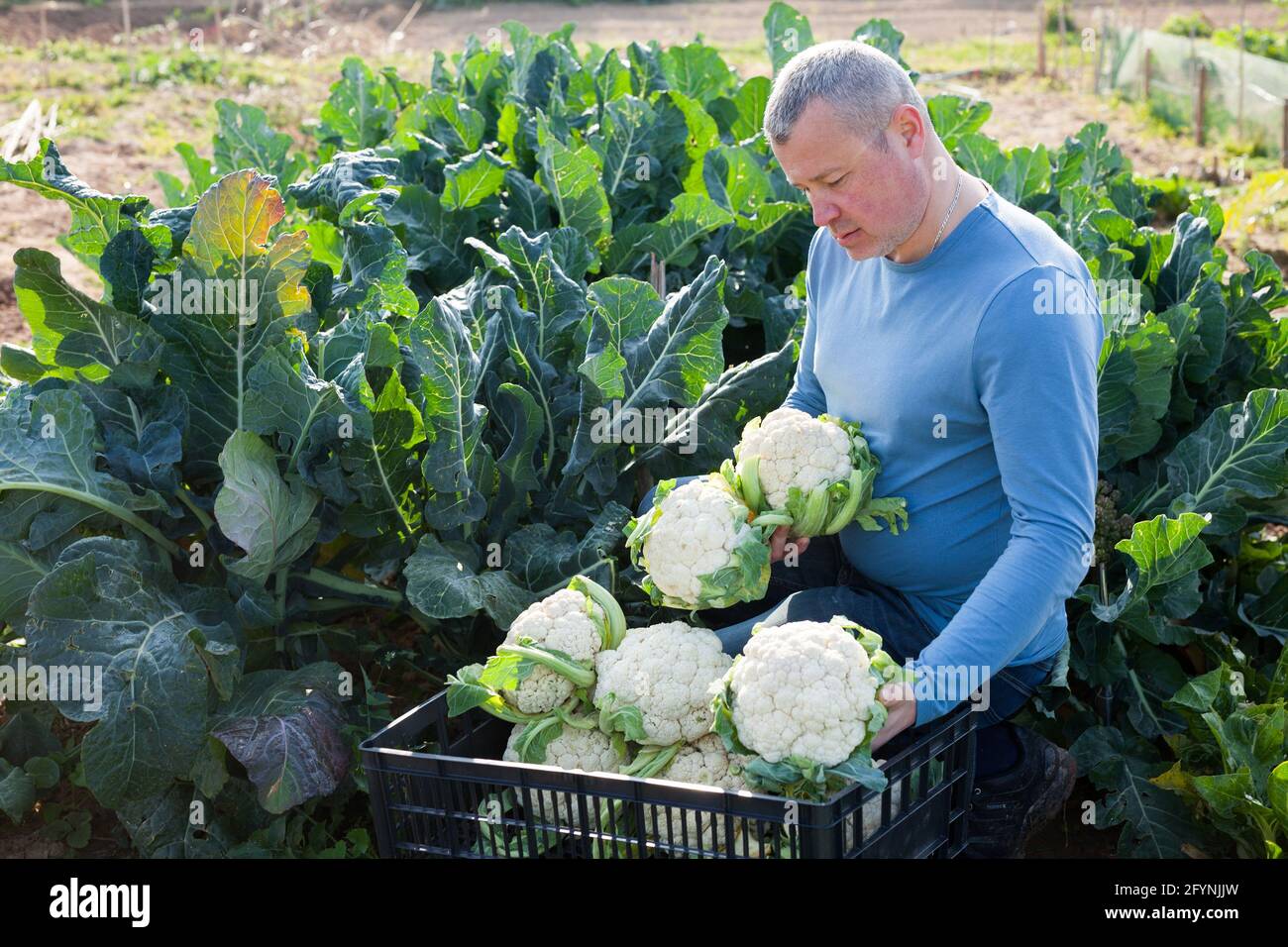 Mature male professional horticulturist sitting with harvest of ...