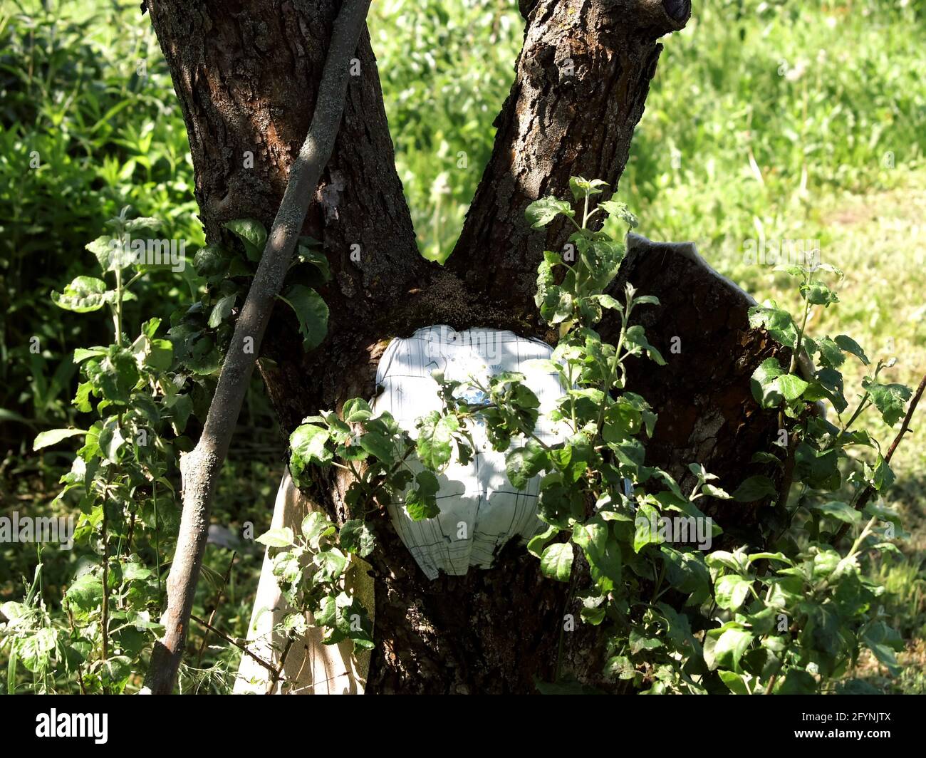 Dead apple tree trunk hi-res stock photography and images - Alamy