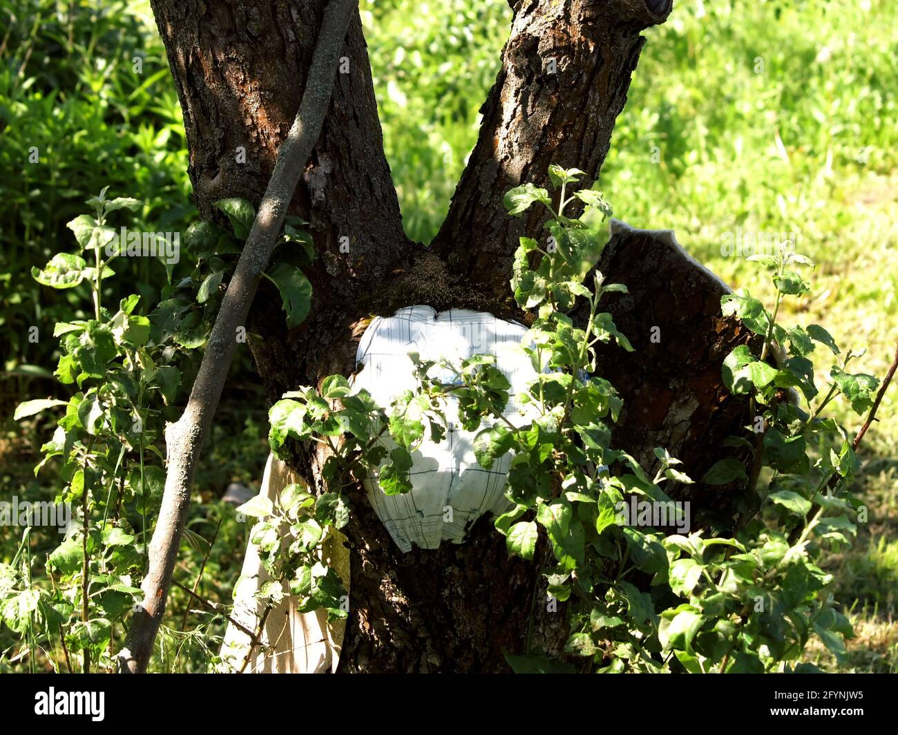Dead apple tree trunk hi-res stock photography and images - Alamy