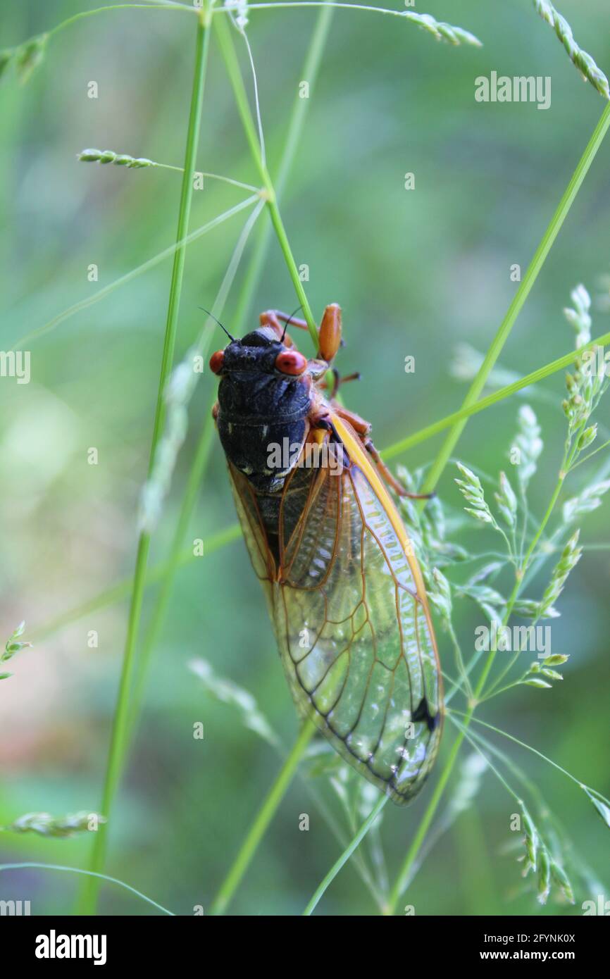 17-Year Periodical Cicada Stock Photo - Alamy