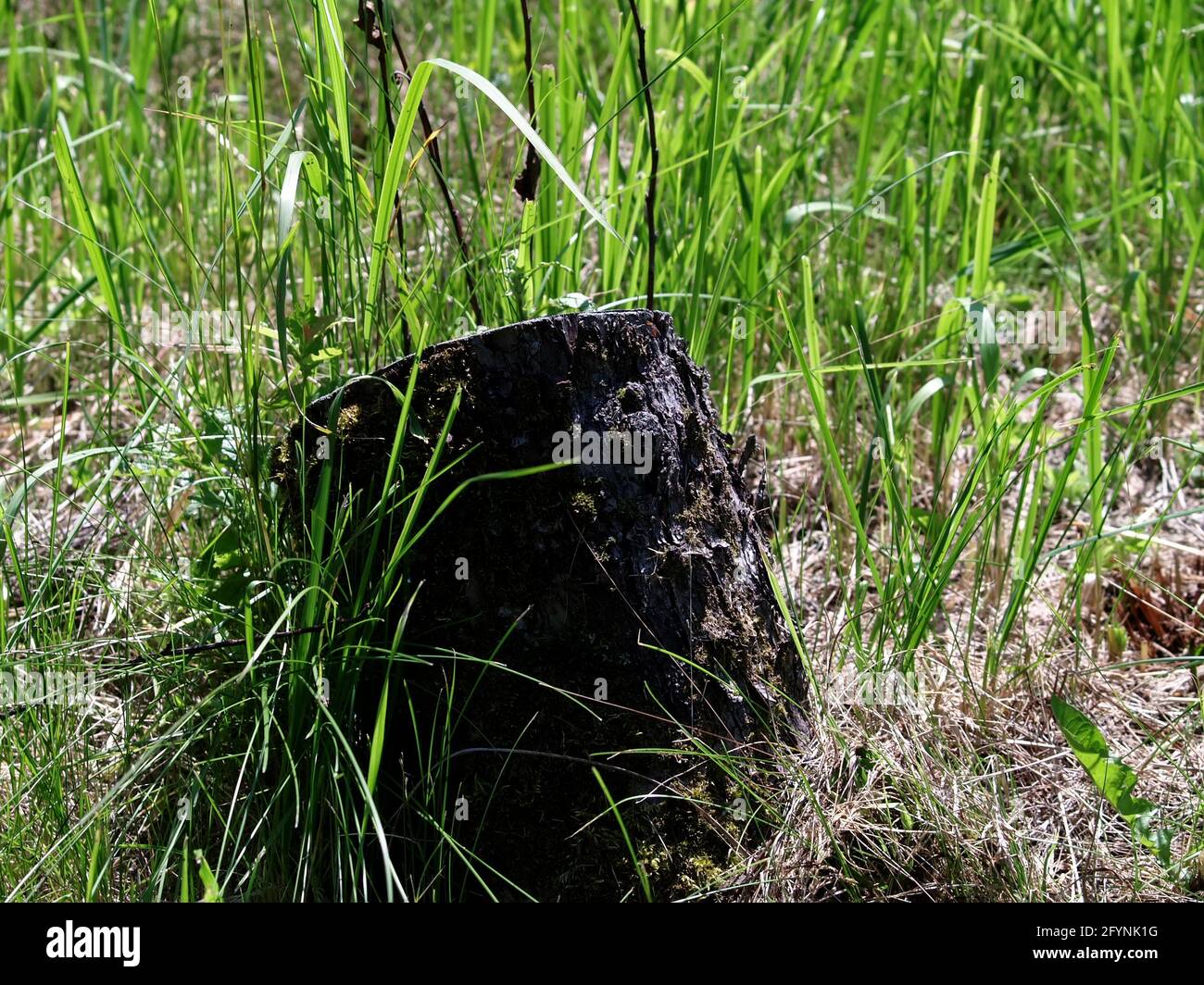 Old apple tree stump hi-res stock photography and images - Alamy