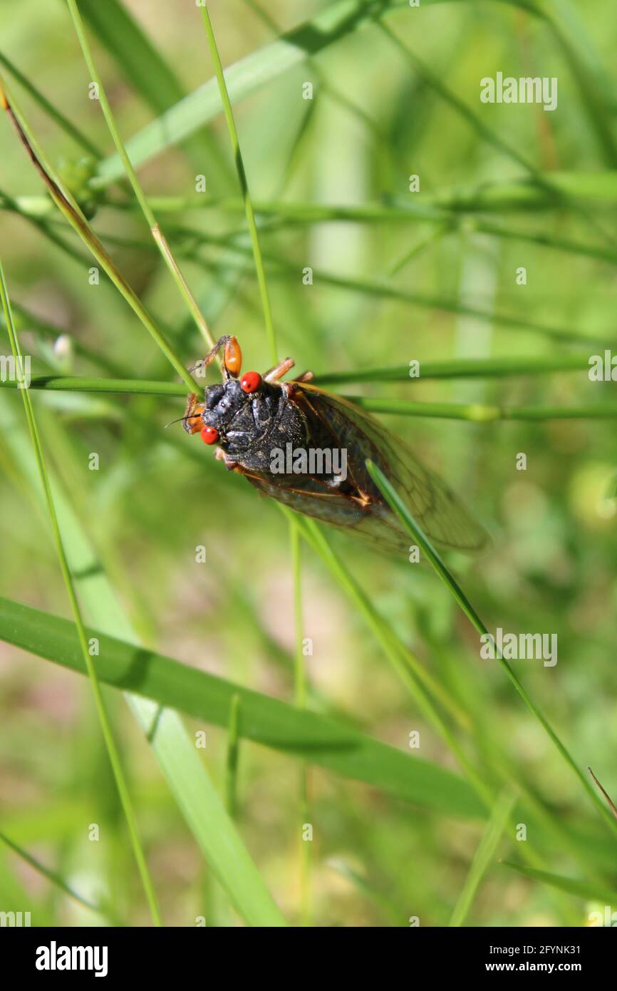 17-Year Periodical Cicada Stock Photo - Alamy