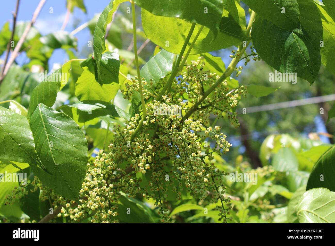 Eastern Poison Ivy Flowers Stock Photo Alamy eastern-poison-ivy-flowers-stock-photo-alamy
