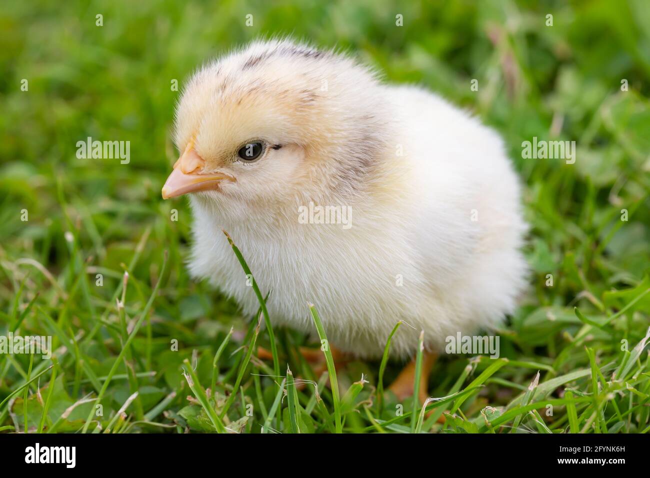 Newborn chicken on meadow hi-res stock photography and images - Alamy