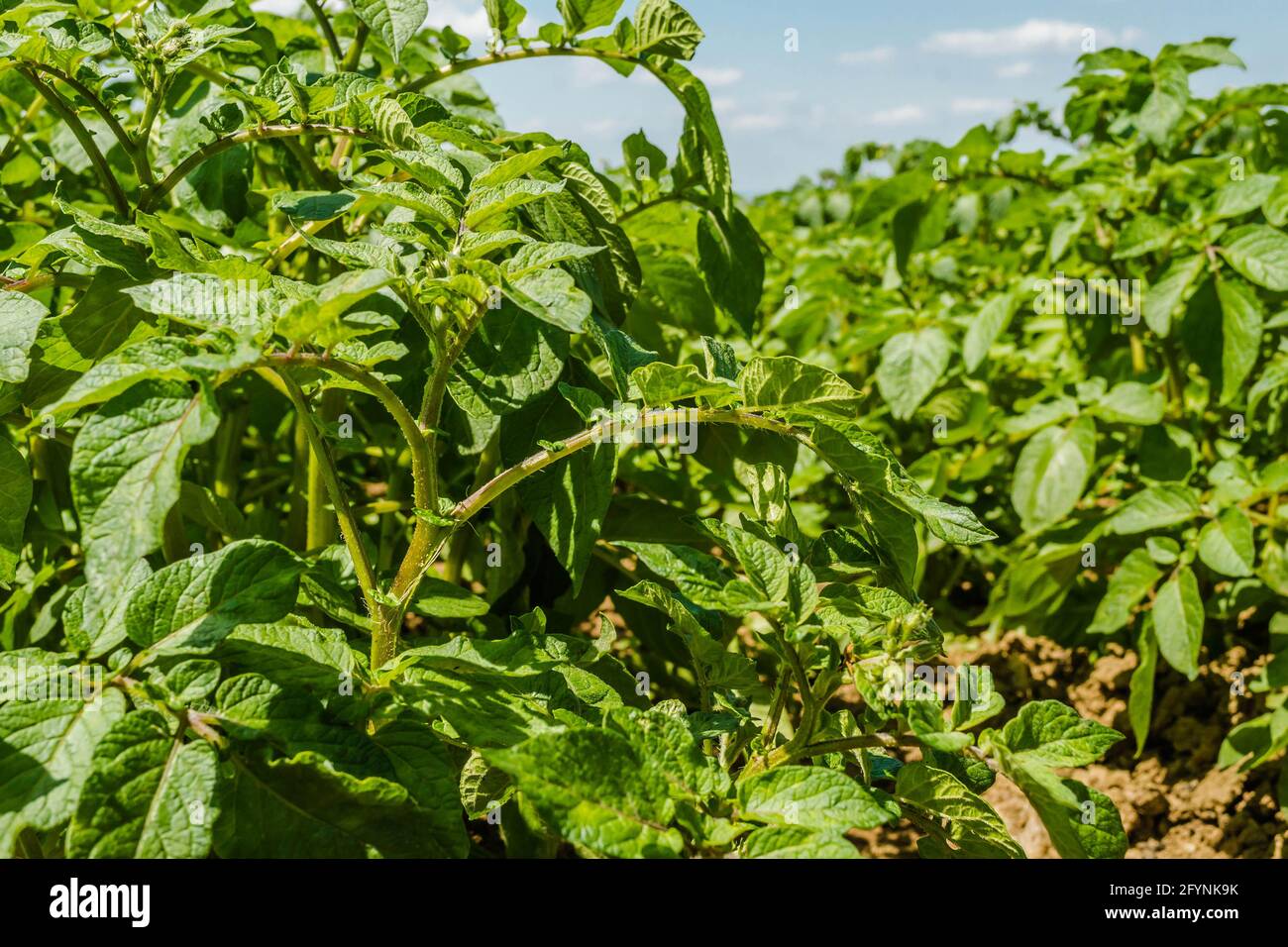 Healthy young potato plants in an organic garden Stock Photo - Alamy