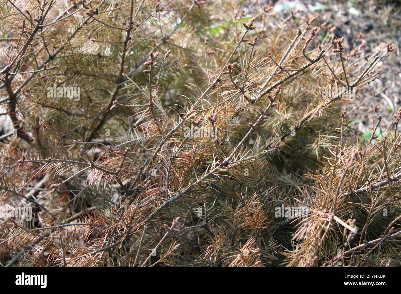 Dead Conifer Branches Stock Photo - Alamy