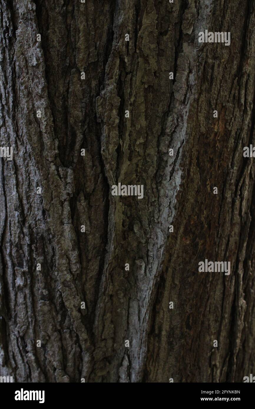 Old maple tree hi-res stock photography and images - Alamy