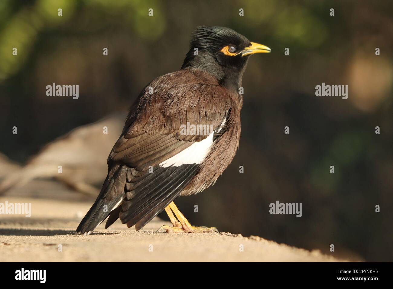 Closeup shot of a common myna bird perched on a rock Stock Photo - Alamy