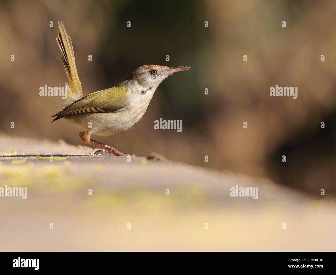 Common breeding bird hi-res stock photography and images - Alamy