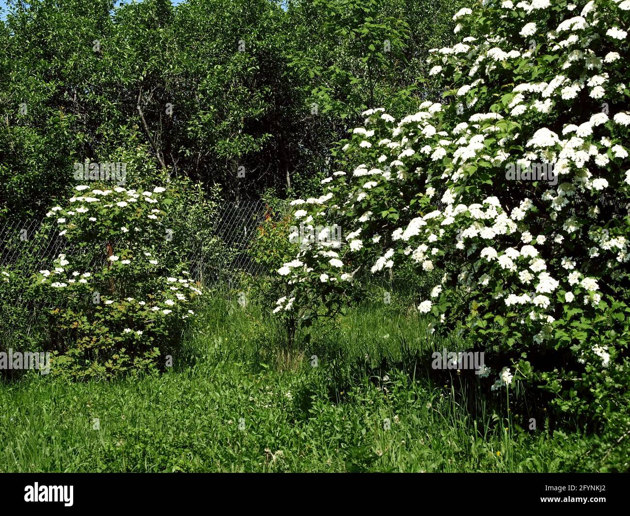 Viburnaceae hi-res stock photography and images - Alamy