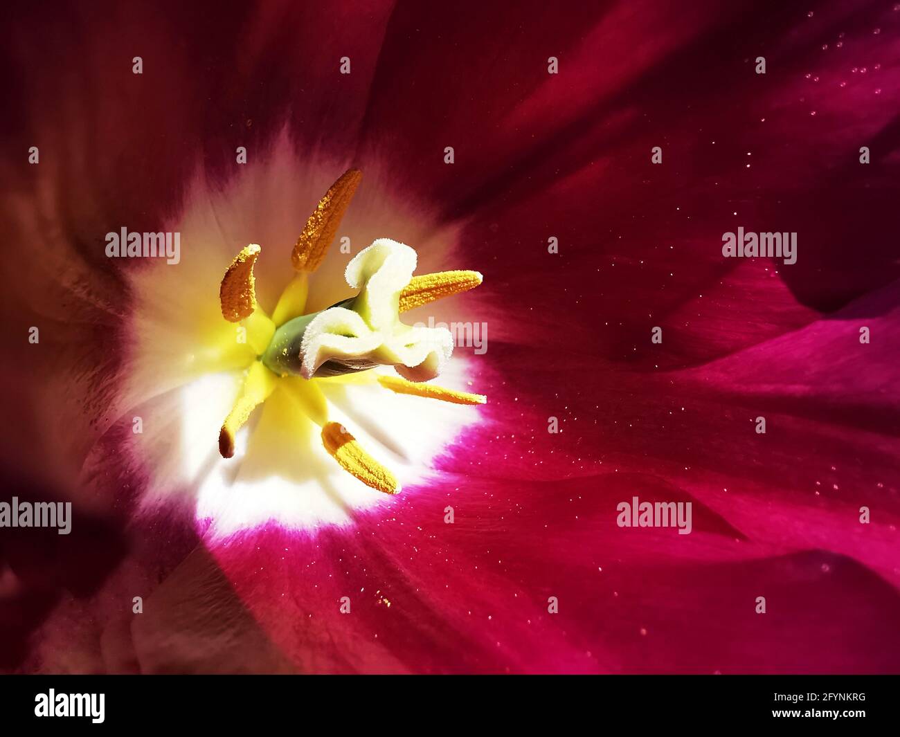 Inside flower center hi-res stock photography and images - Alamy