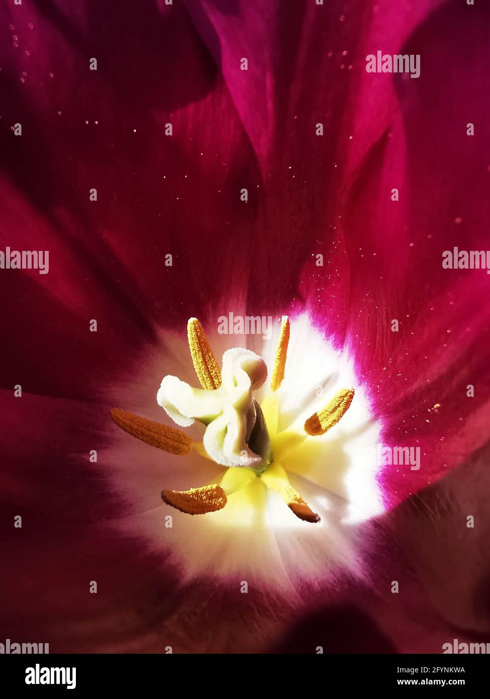 Inside flower center hi-res stock photography and images - Alamy