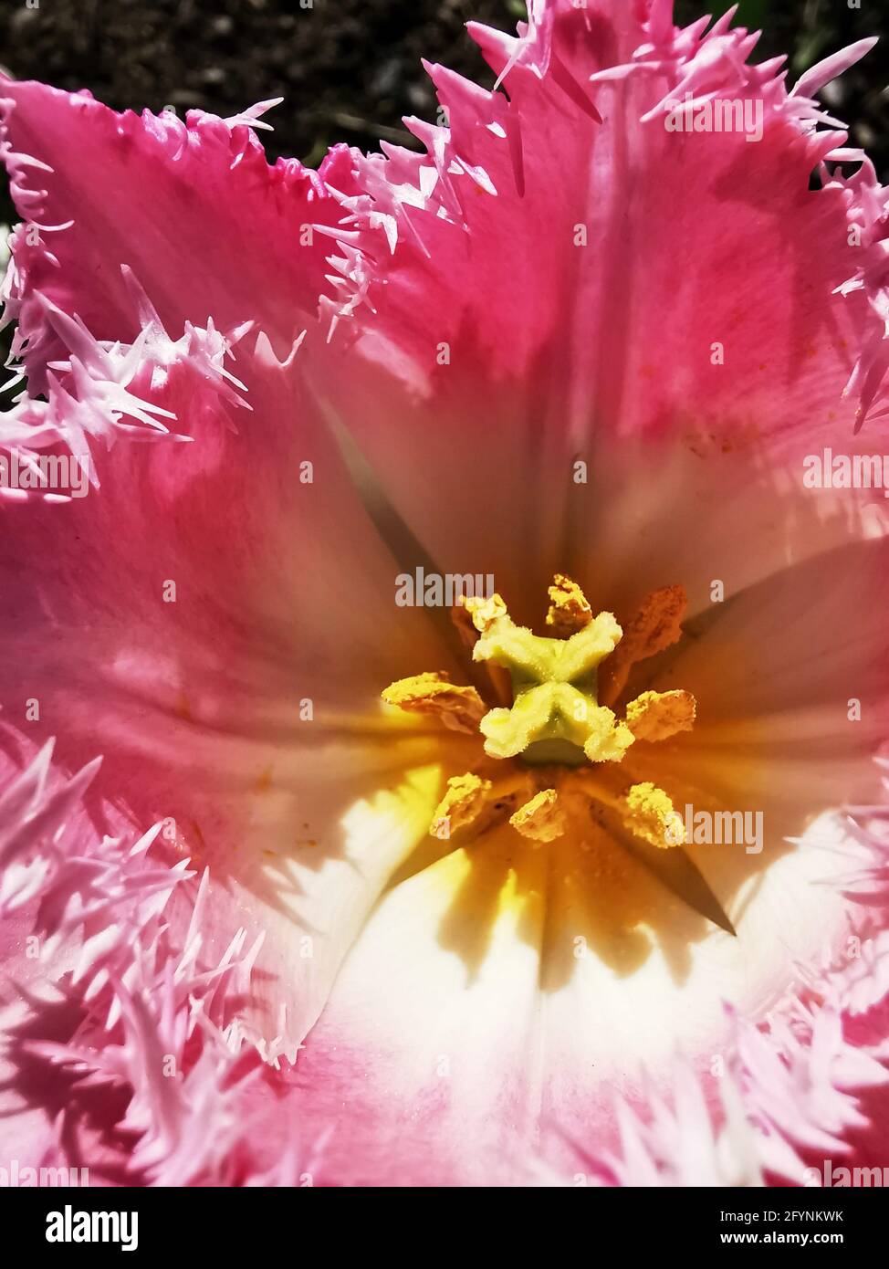 Vertical shot of a pink fringed tulip Stock Photo - Alamy