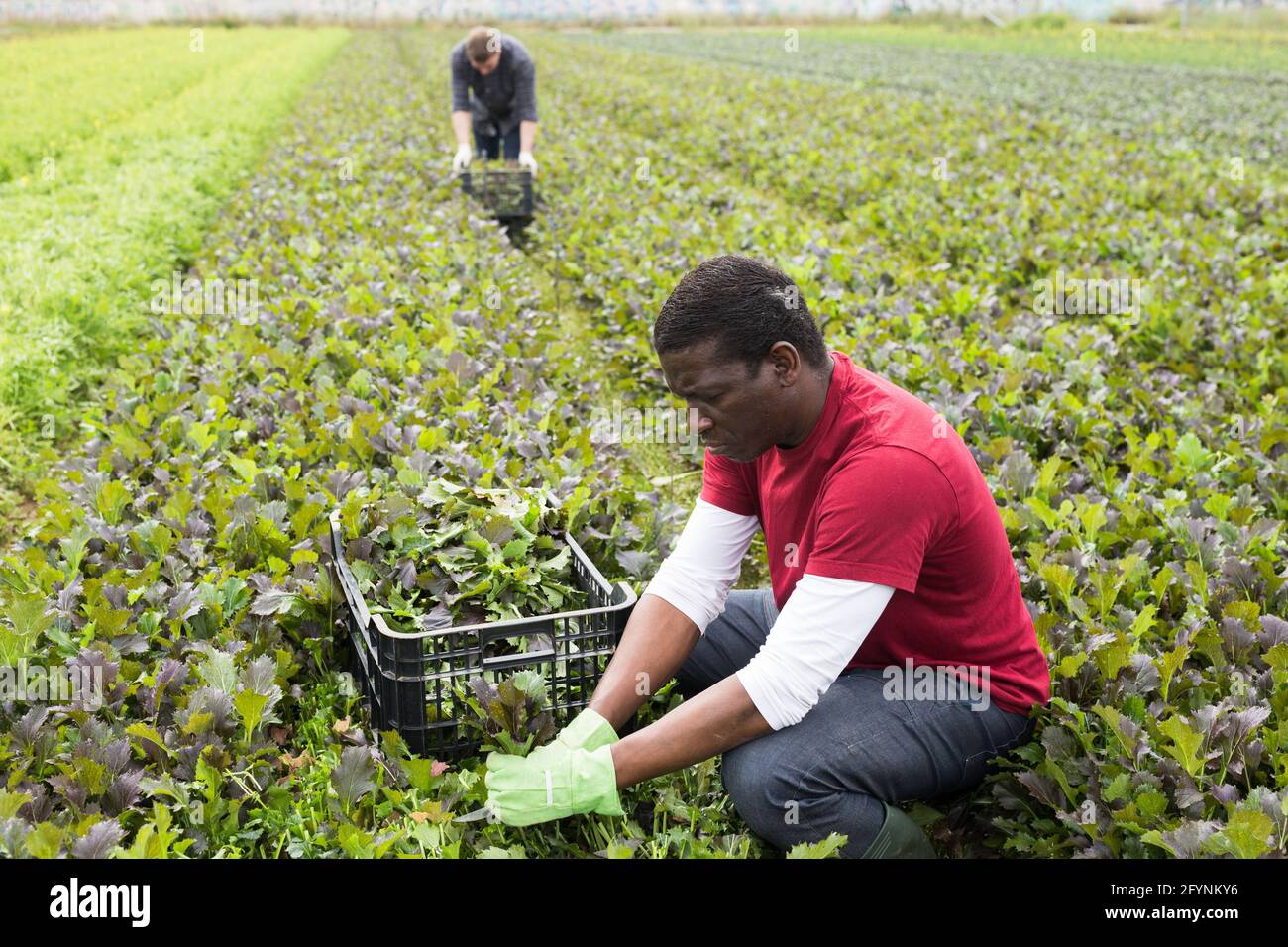Workmen cutting fresh ripe mustard leaf on farm field. Harvest time ...