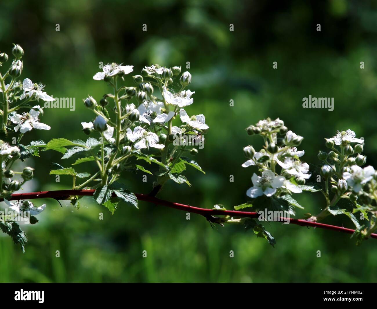 raspberry flowers on the branches in the garden, in summer Stock Photo ...