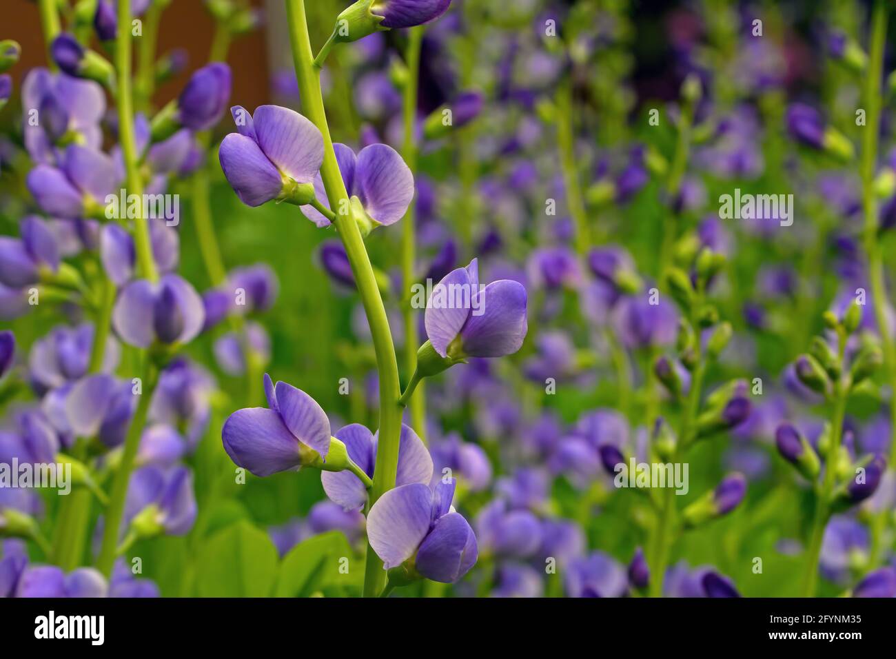 Blue false indigo known as blue wild indigo on a cloudy day in the ...