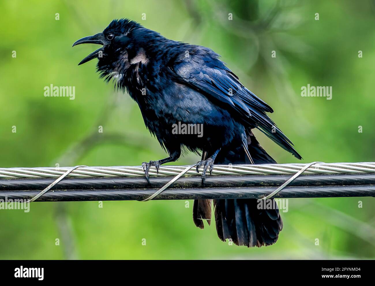 Raven lets out a shriek perched high on a cable Stock Photo - Alamy