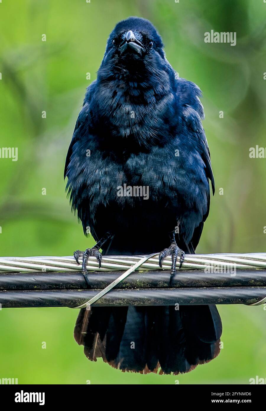 Raven lets out a shriek perched high on a cable Stock Photo - Alamy