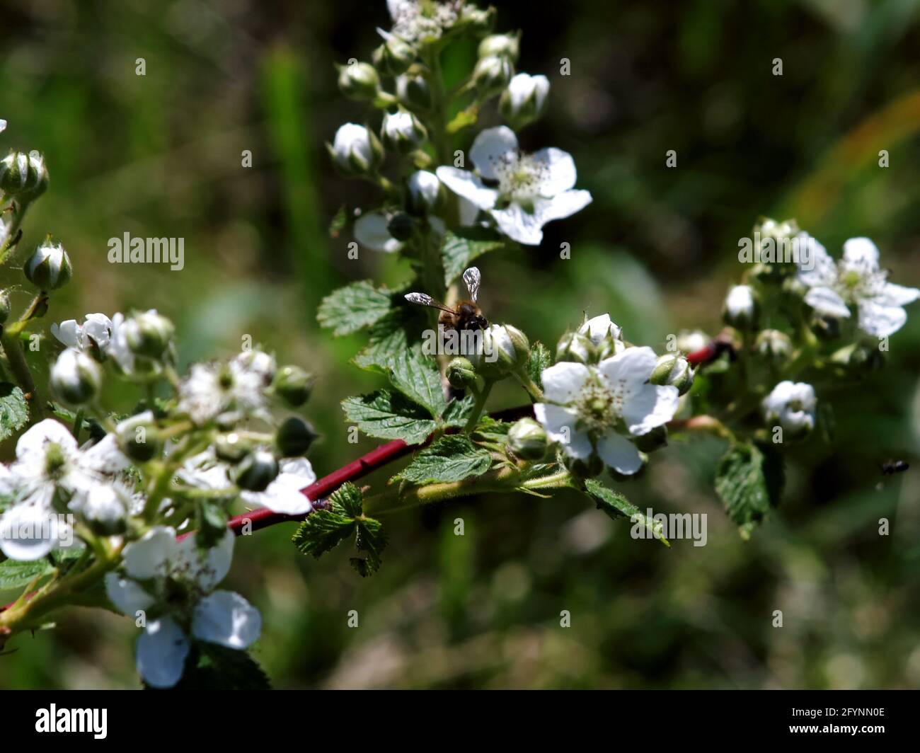 Raspberry bush with white flowers hi-res stock photography and images ...