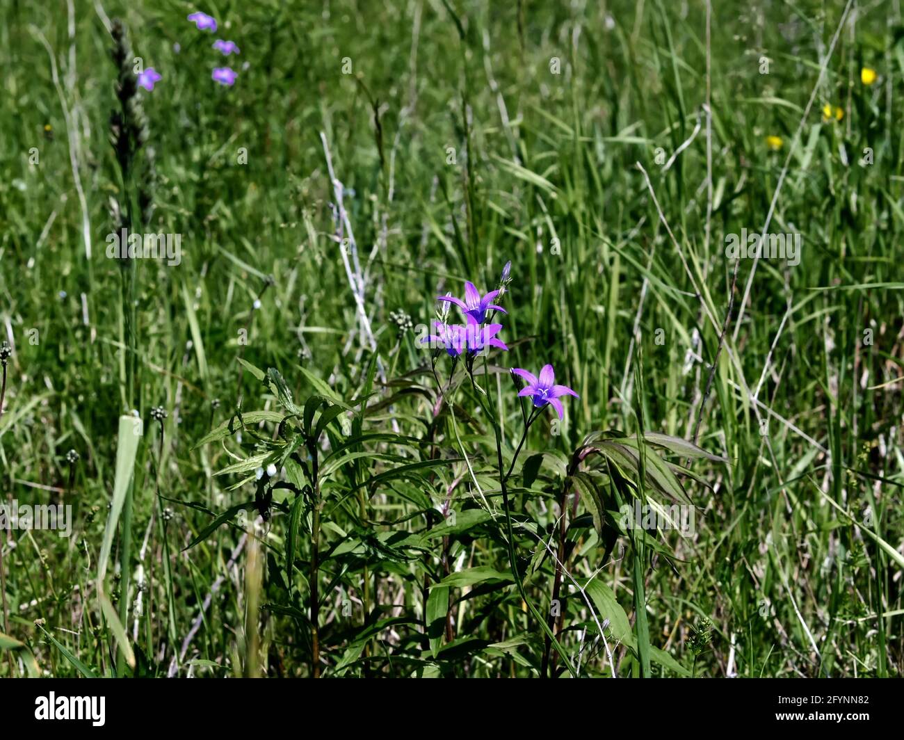 Simple small blue flower purple hi-res stock photography and images - Alamy