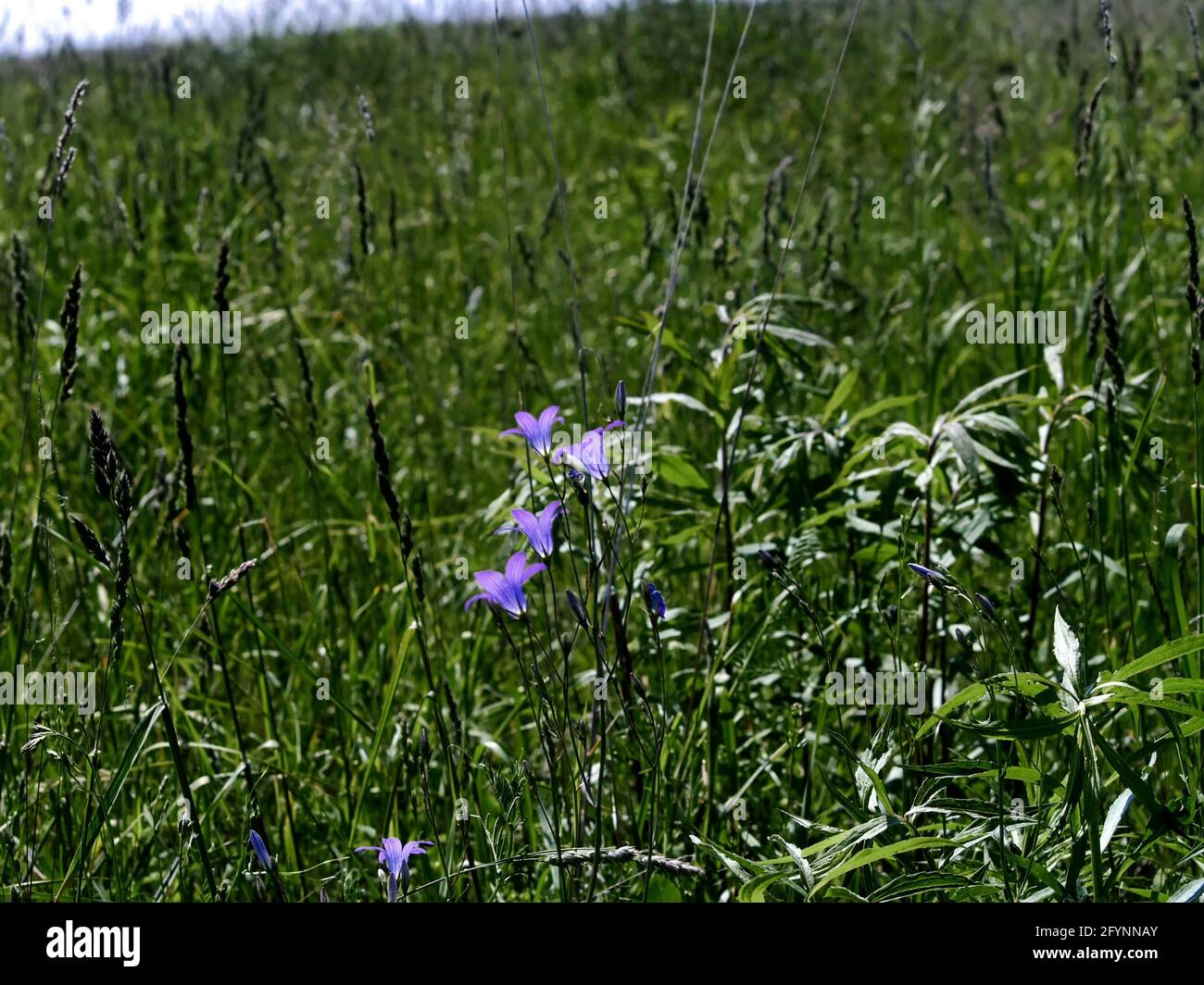 Simple small blue flower purple hi-res stock photography and images - Alamy