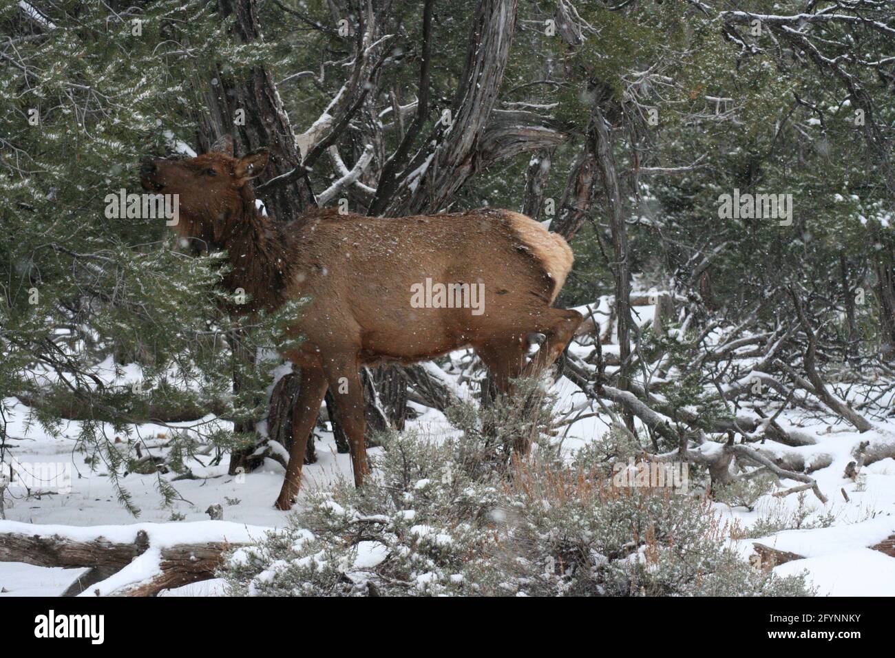 Juniper pass hi-res stock photography and images - Alamy