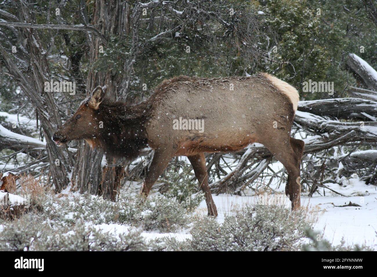 Juniper pass hi-res stock photography and images - Alamy