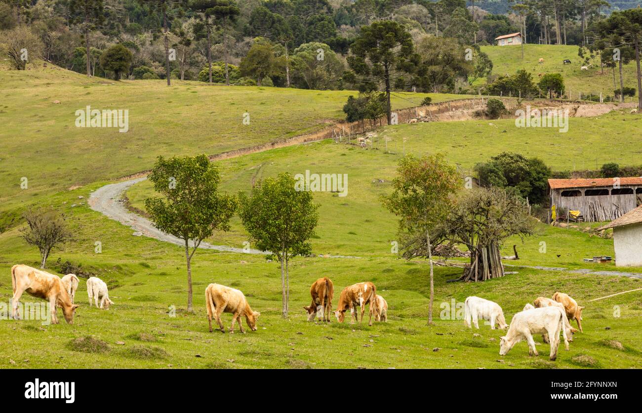 Beautiful rural landscape with cattle grazing on a meadow in Brazil ...