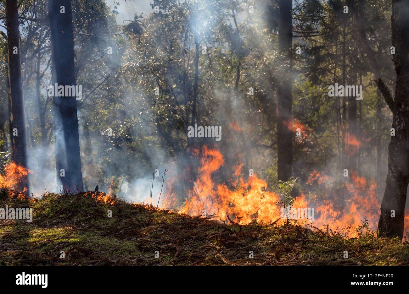 Raging large wildfire in a forest Stock Photo - Alamy