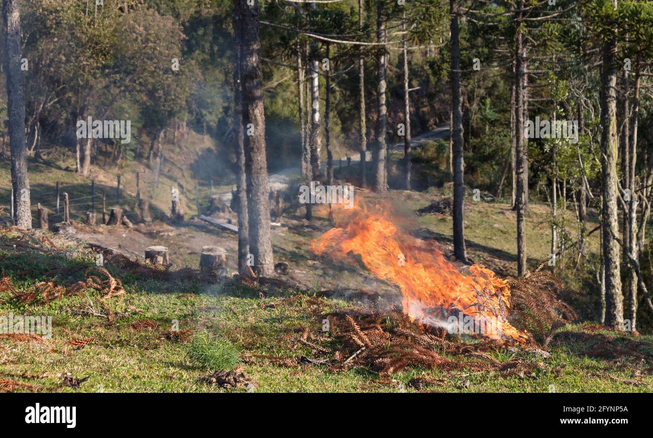 Brazil forest fire hi-res stock photography and images - Alamy