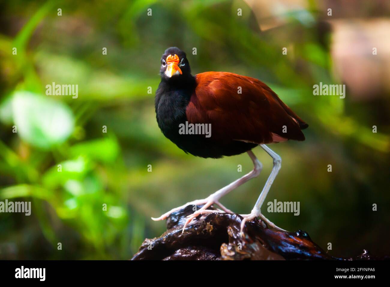 Tropical wetland bird wattled jacana sitting on floating branch in ...