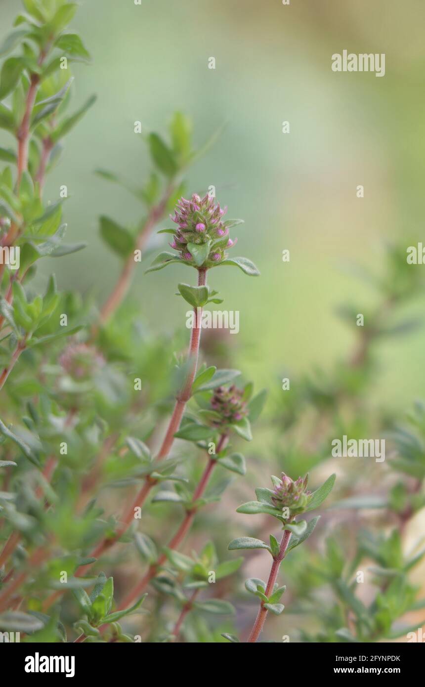 Branches of blooming Thymus. Thymus serpyllum. Blooming of wild thyme ...