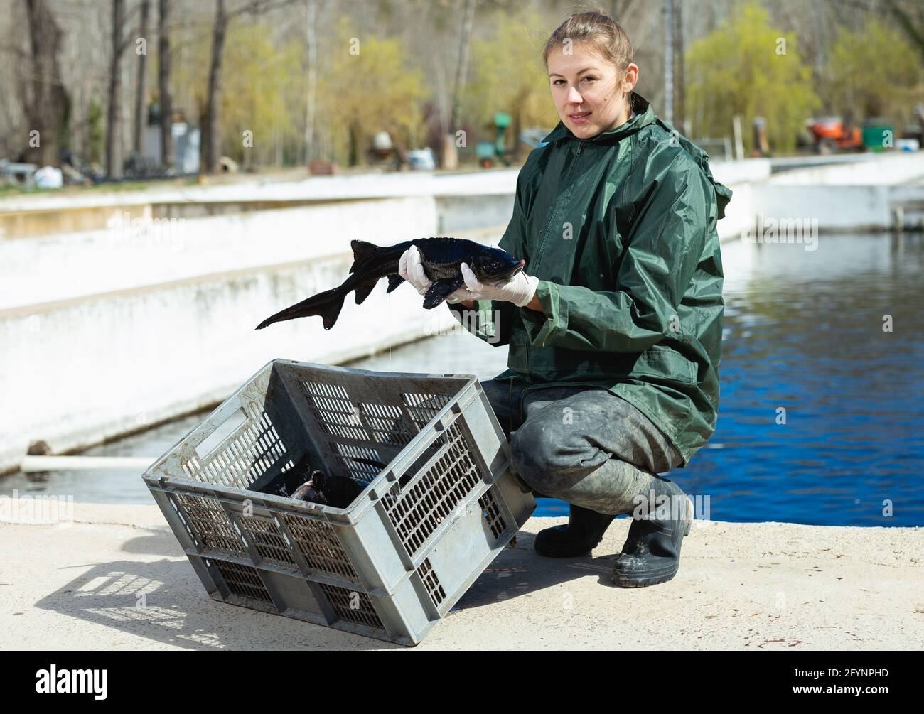 Female fish farm worker holding adult sturgeon fish Stock Photo - Alamy