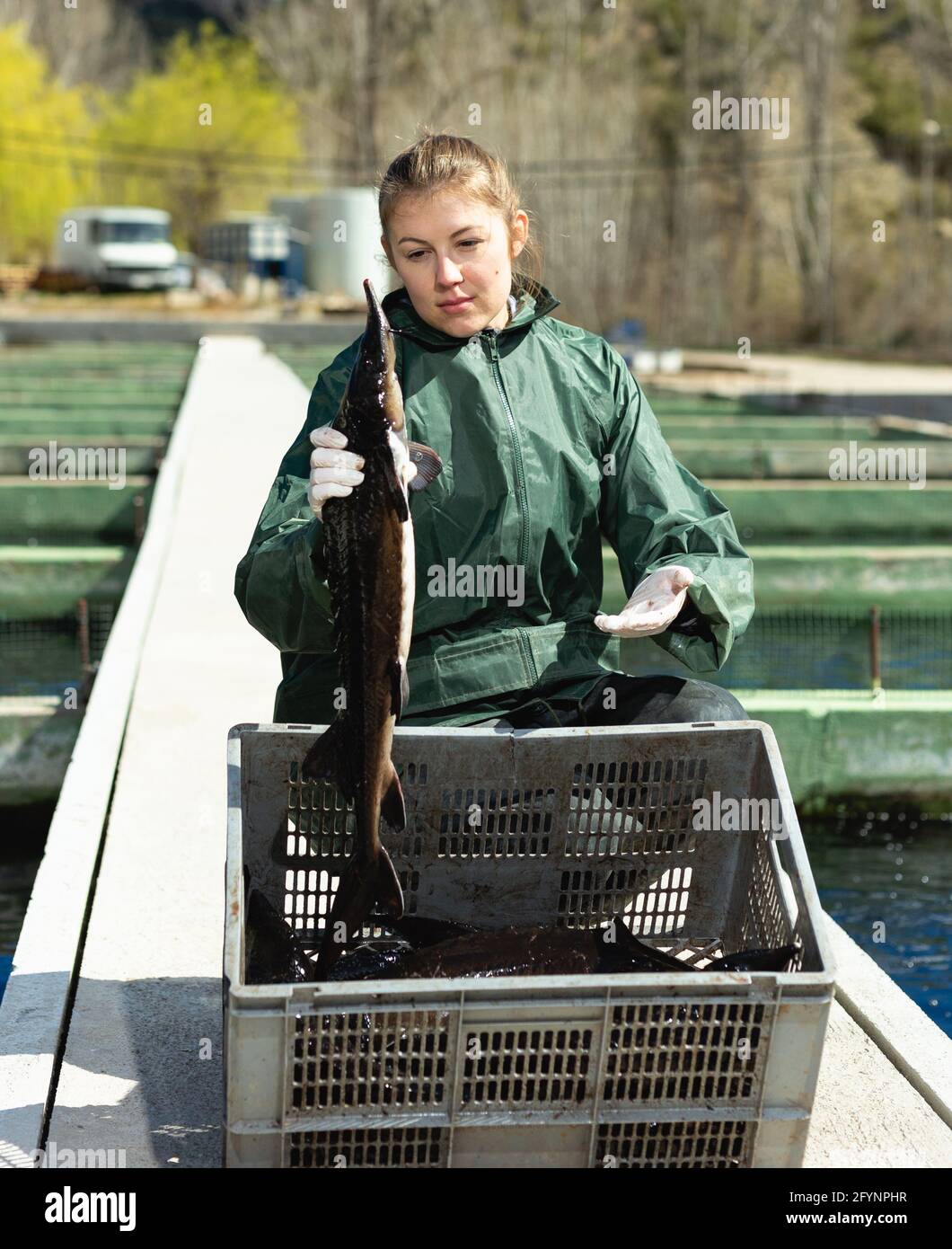 Woman in working clothes standing near fish pools and holding sturgeon ...