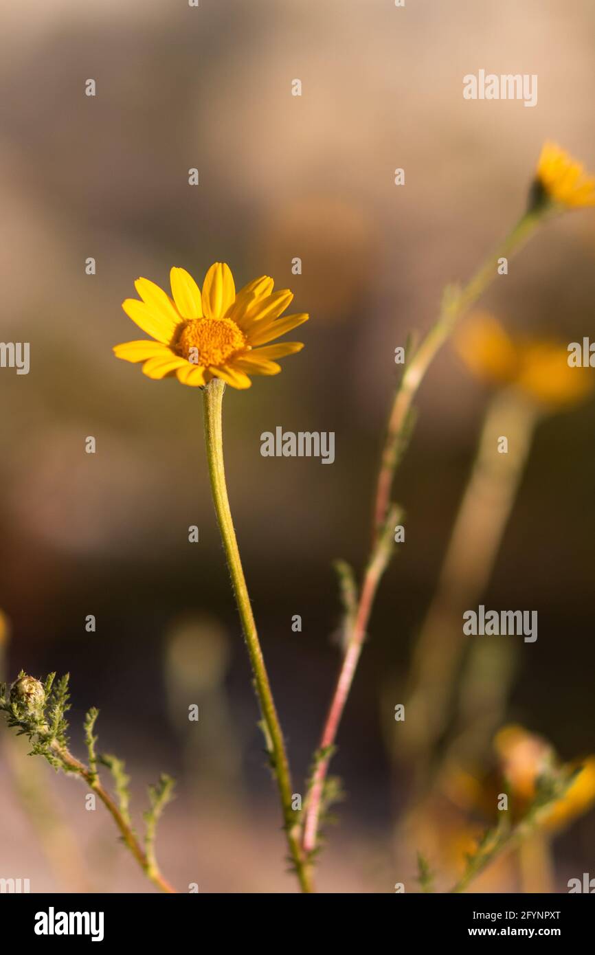 Warm flower hi-res stock photography and images - Alamy