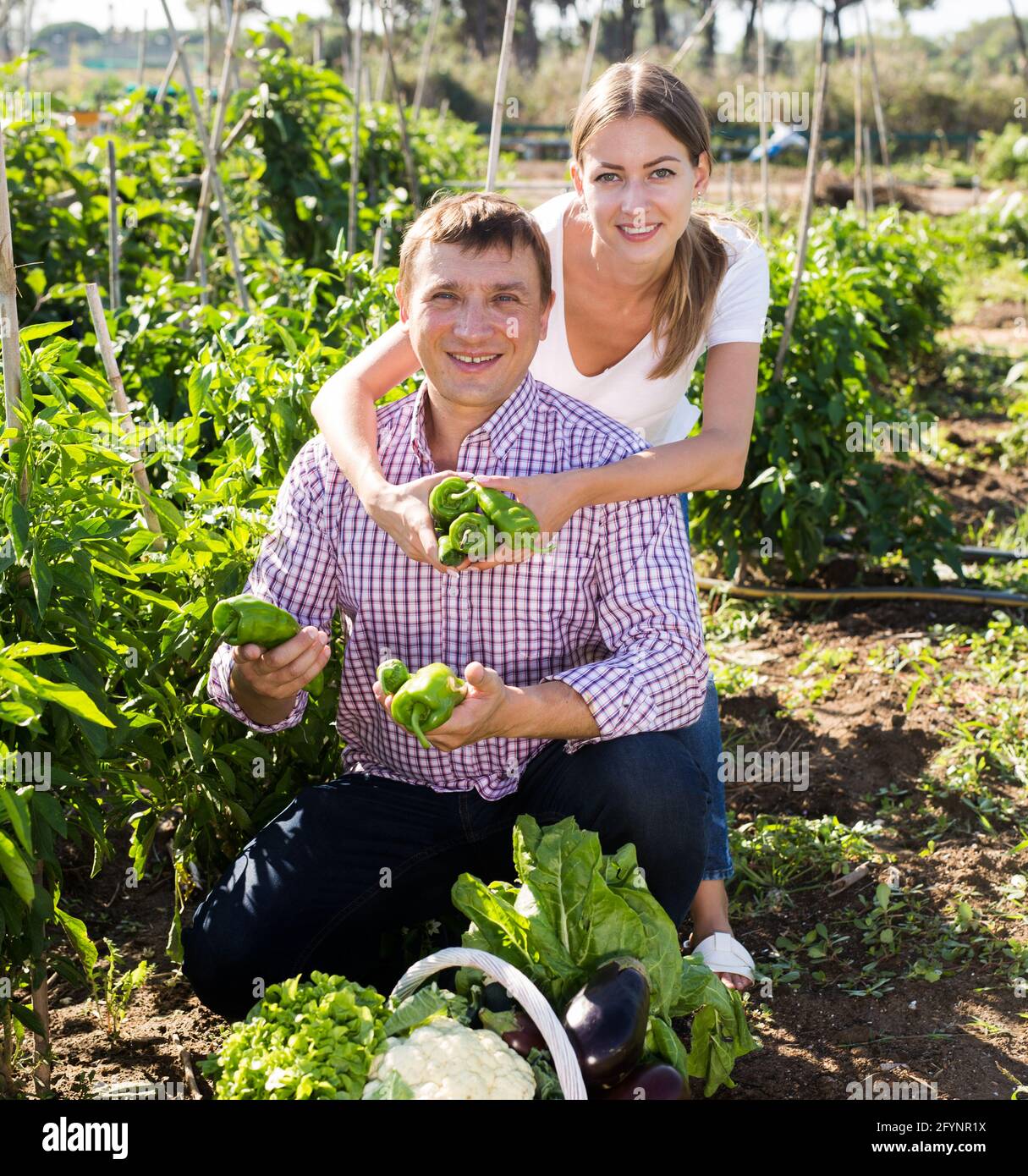 Positive couple picking harvest of green pepper in garden outdoor Stock ...