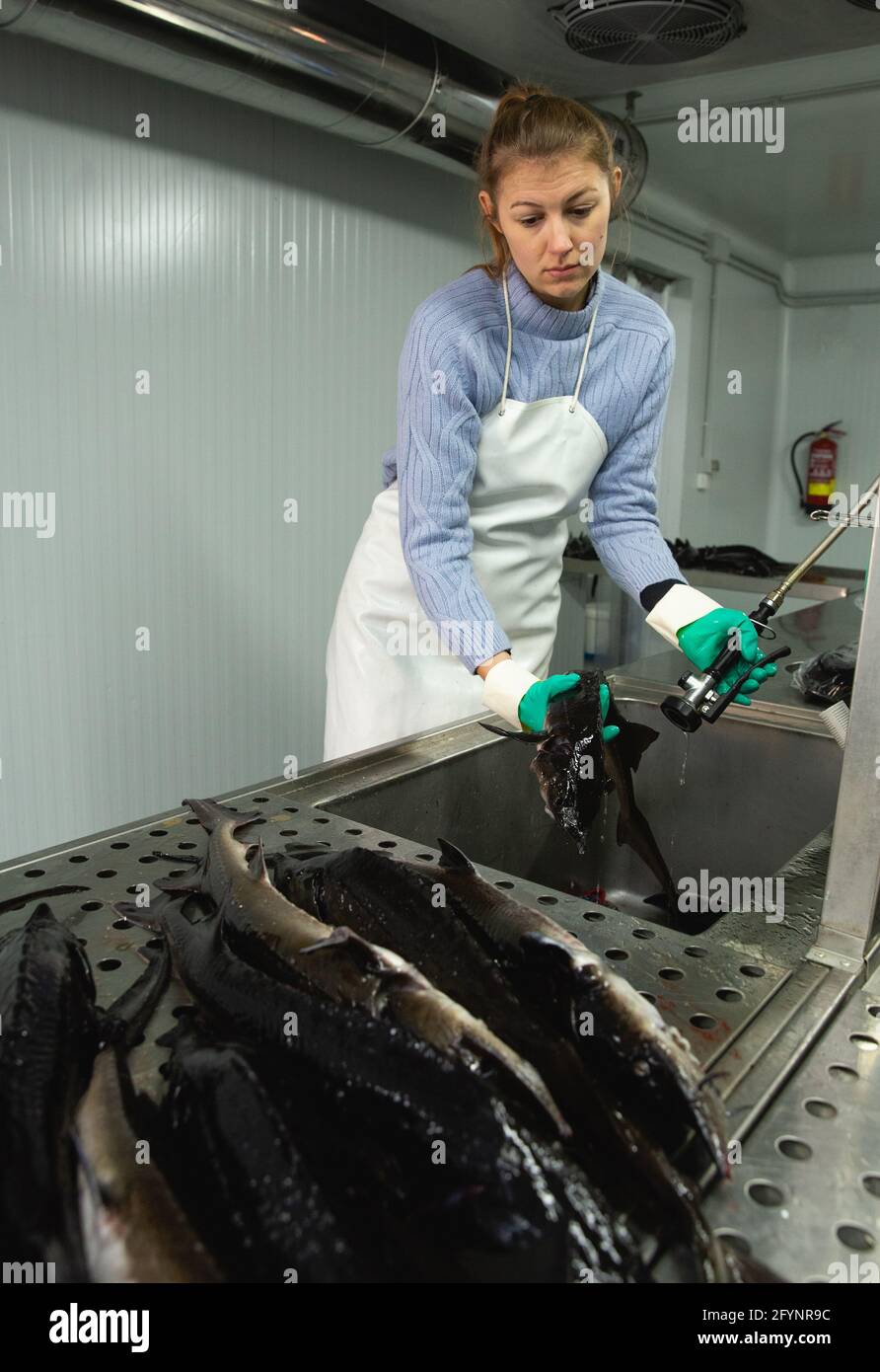 Portrait of woman fish farm worker examining and washing sturgeon ...