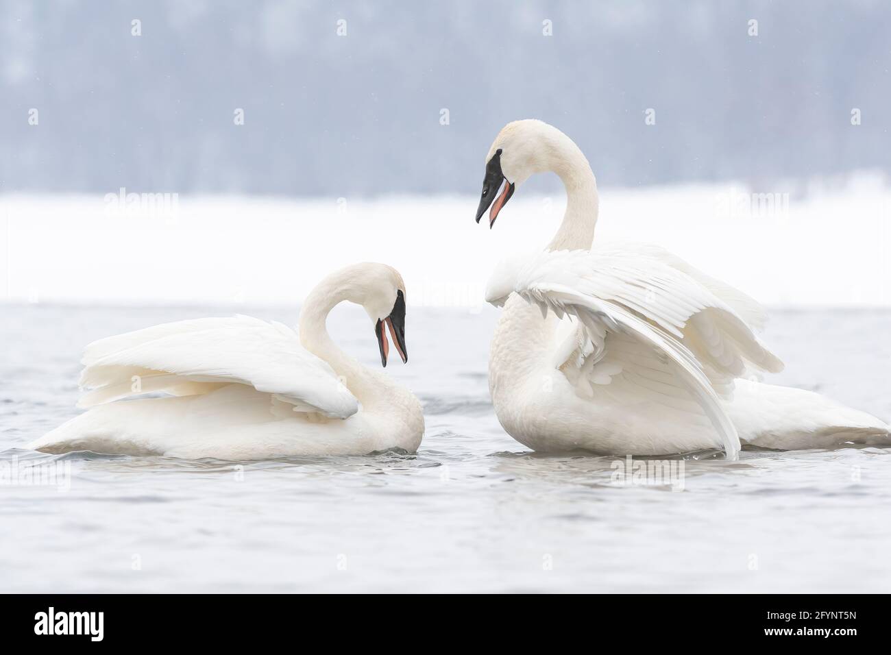 Trumpeter swan pair, courtship behavior (Cygnus buccinator), St Croix ...