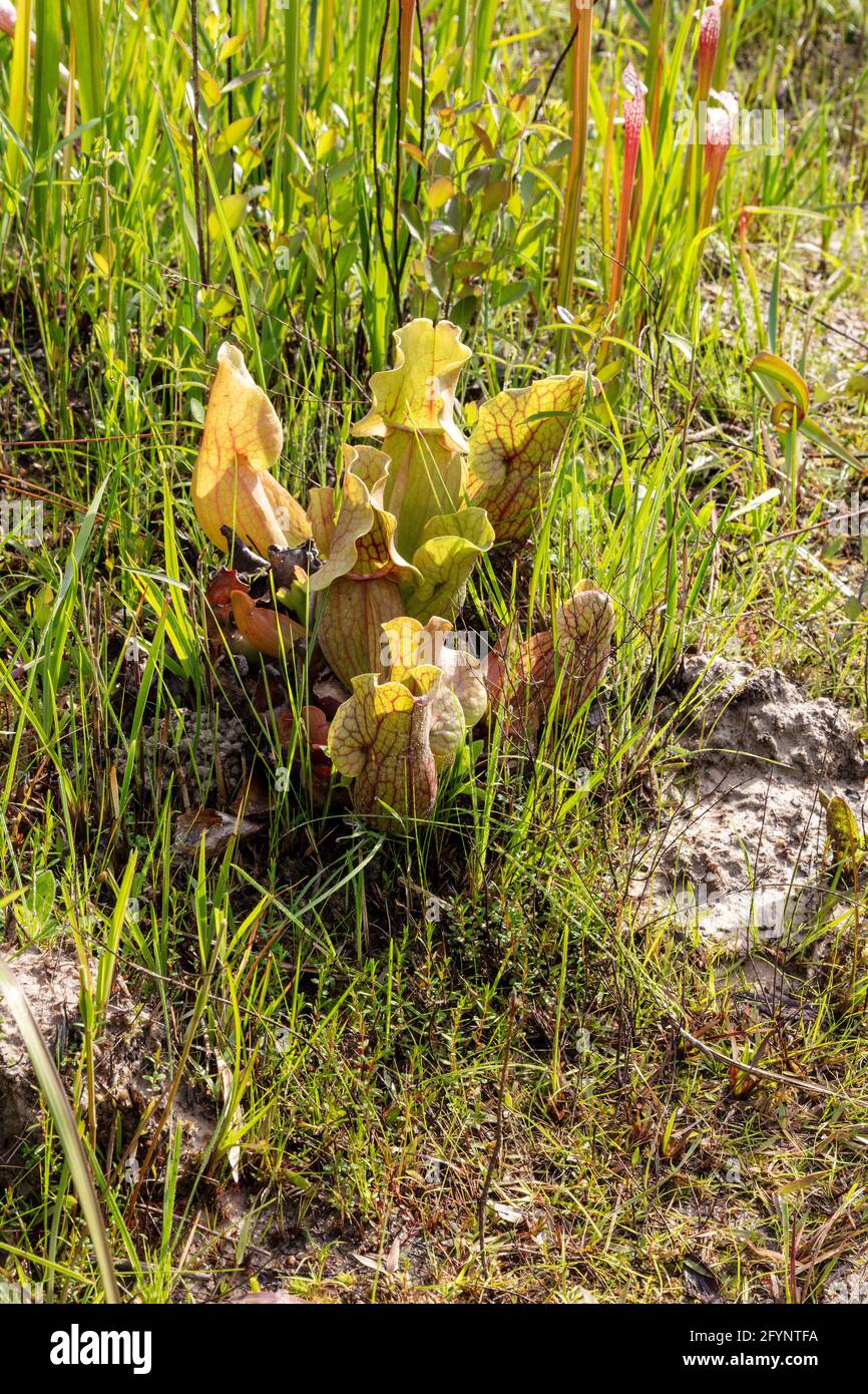Burk's Southern Pitcher Plant (Sarracenia rosea), Gulfcoast, Florida ...