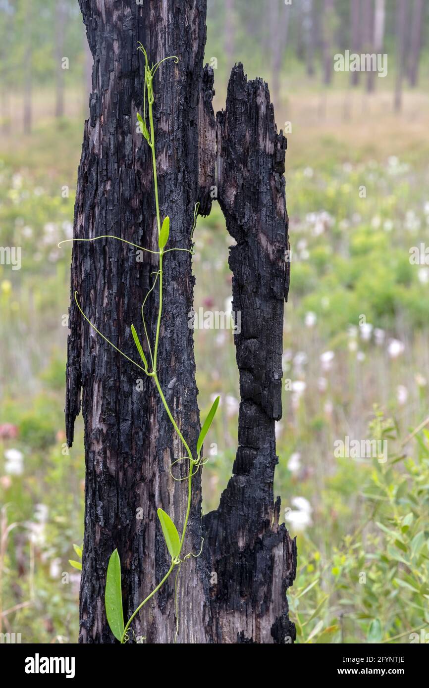 Burnt remnants of Longleaf Pine (Pinus palustris, Gulf coastal plain ...