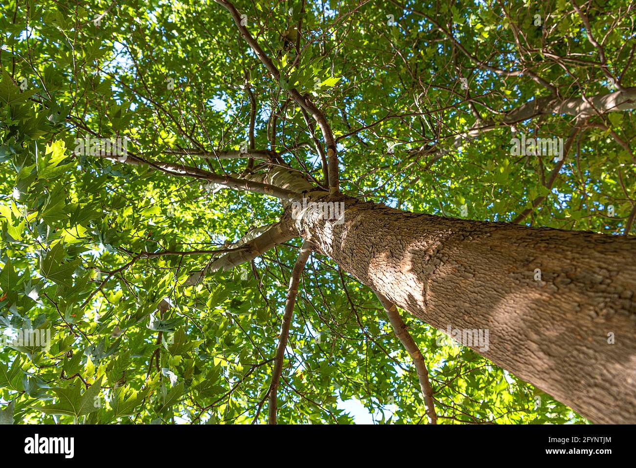View of a tree reaching towards the sky from below Stock Photo - Alamy