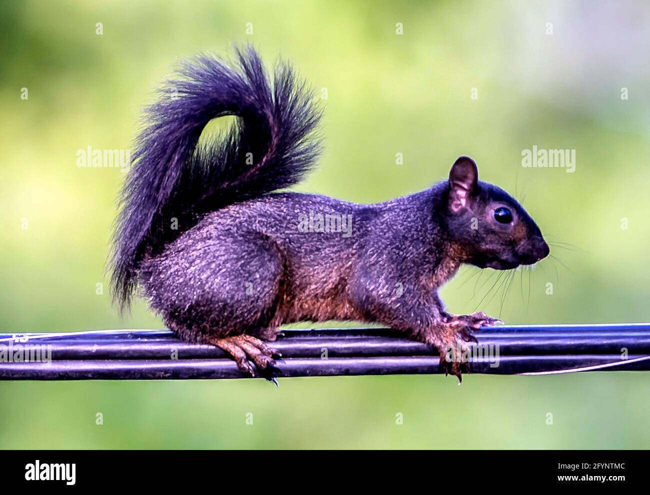 Young Black Squirrel balances on an overhead cable Stock Photo - Alamy