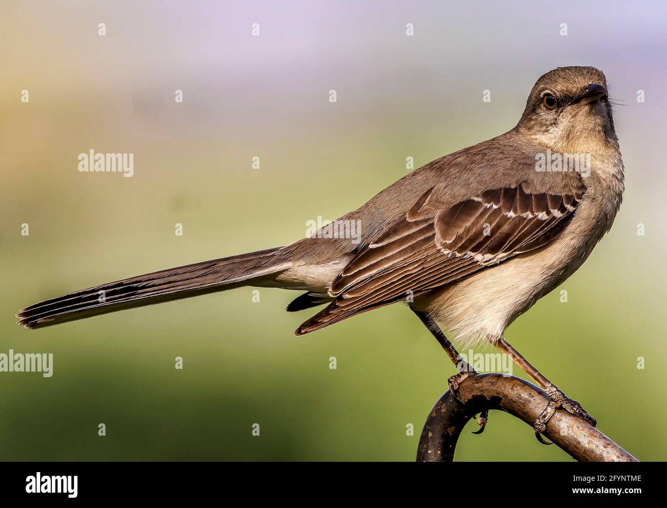 Northern Mockingbird poses on a high perch Stock Photo - Alamy