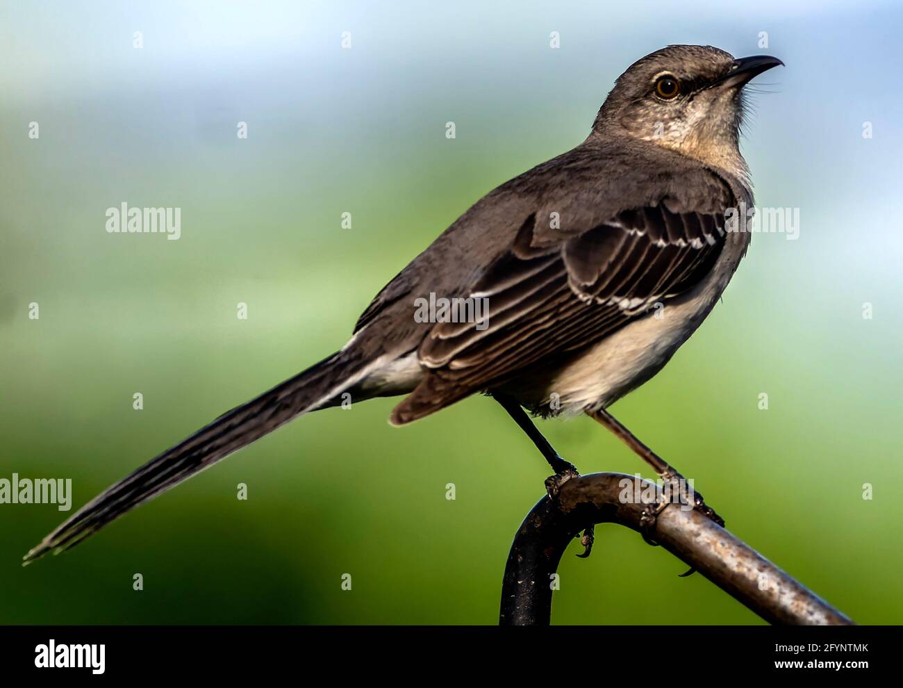 Northern Mockingbird poses on a high perch Stock Photo - Alamy