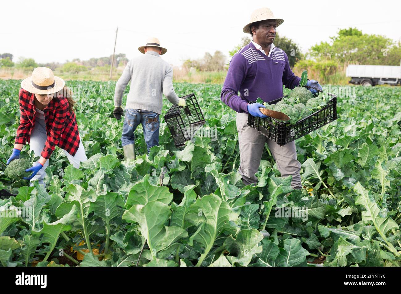 Group of farmers picking harvest of fresh broccoli in the fields on a ...