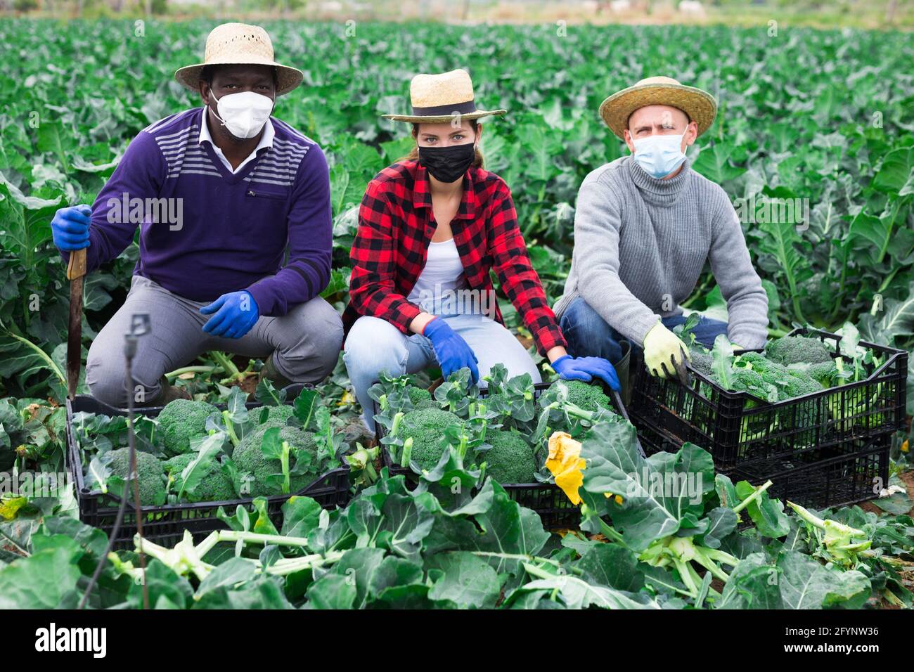 Group of farmers in protective face masks posing with freshly harvested ...