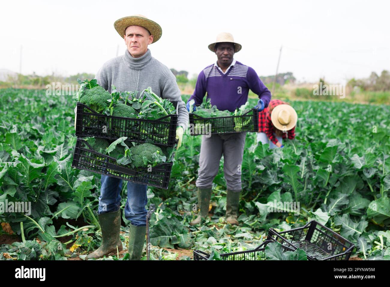 Strow field hi-res stock photography and images - Alamy