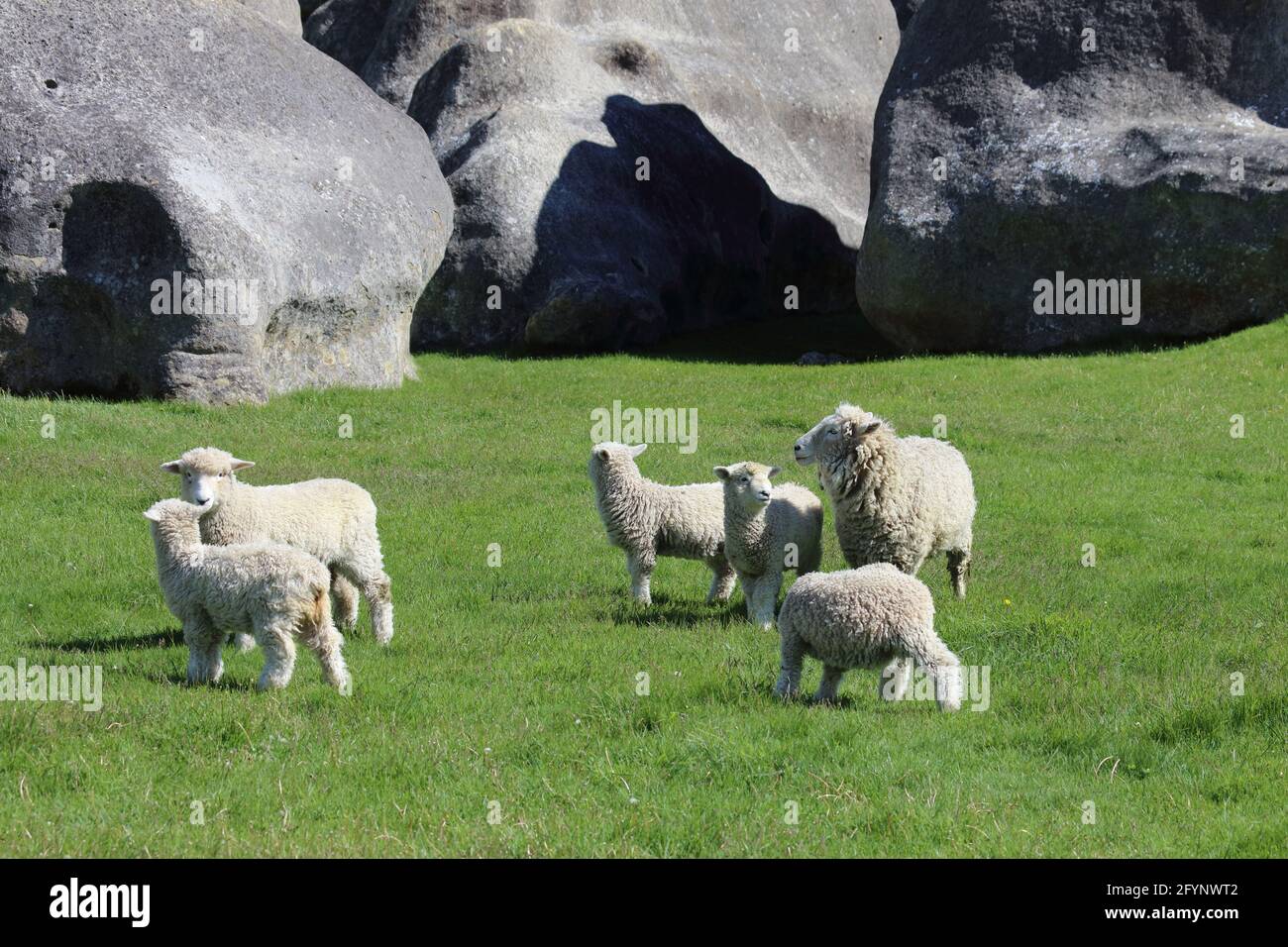 Romneyschaf / Romney sheep / Ovis Stock Photo - Alamy