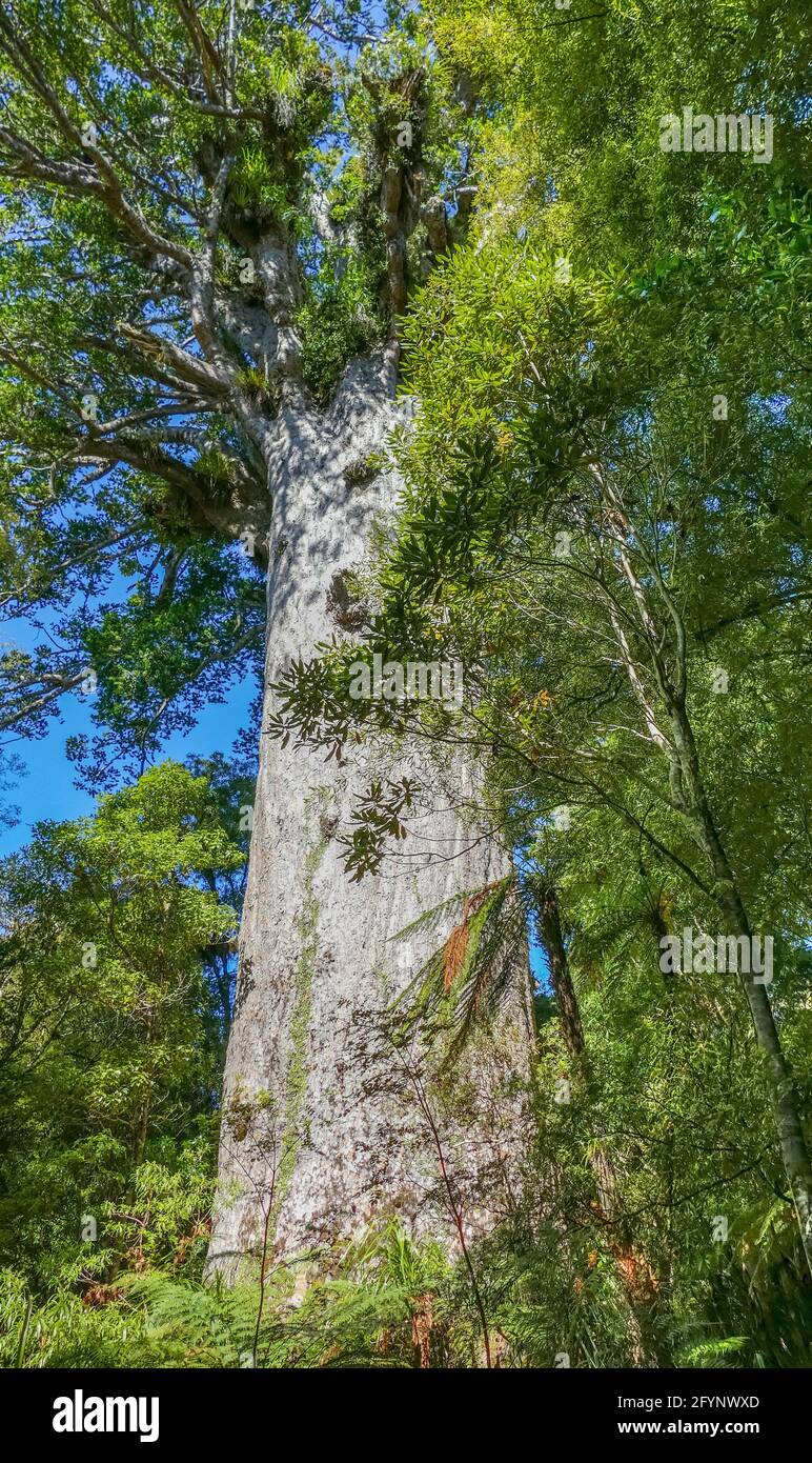 Giant kauri tree named Tane Mahuta or God of the Forest in the Waipoua ...